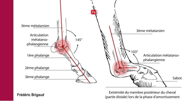 Foulée minimaliste et bras de levier | EAD-concept